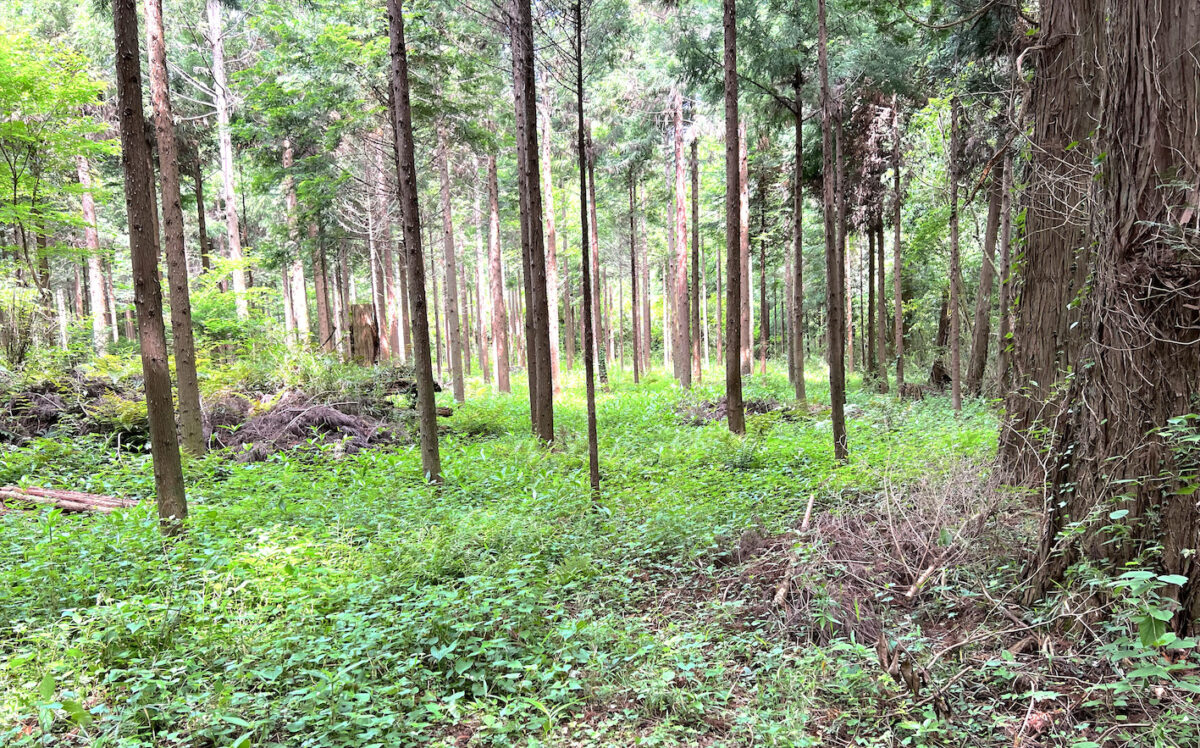 森林空間を独り占め！予約なしでキャンプができる「フォレンタ」が千葉に誕生 | 【モトメガネ】バイク・オートバイ|自動車・クルマ|キャンプのニュース情報